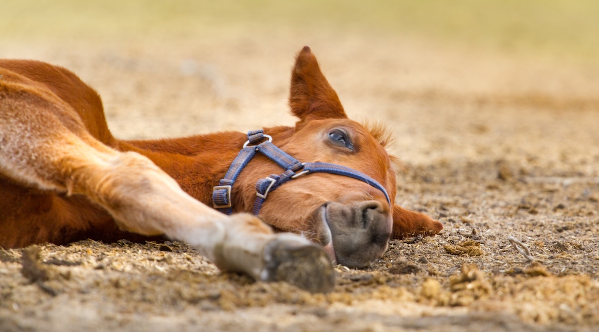 ¿Cómo prevenir el cólico en los caballos? Causas comunes y soluciones ...
